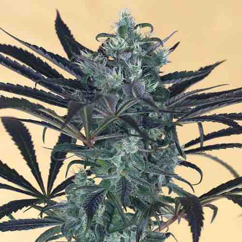Seed Bank ZA